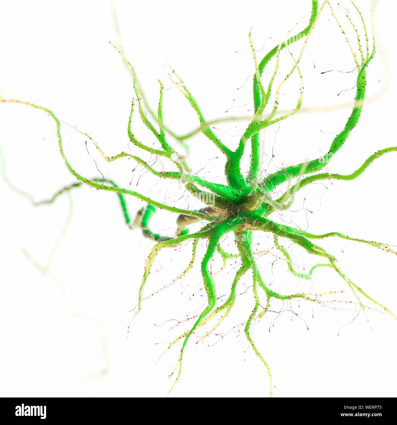 Nerve cell, illustration Stock Photo - Alamy