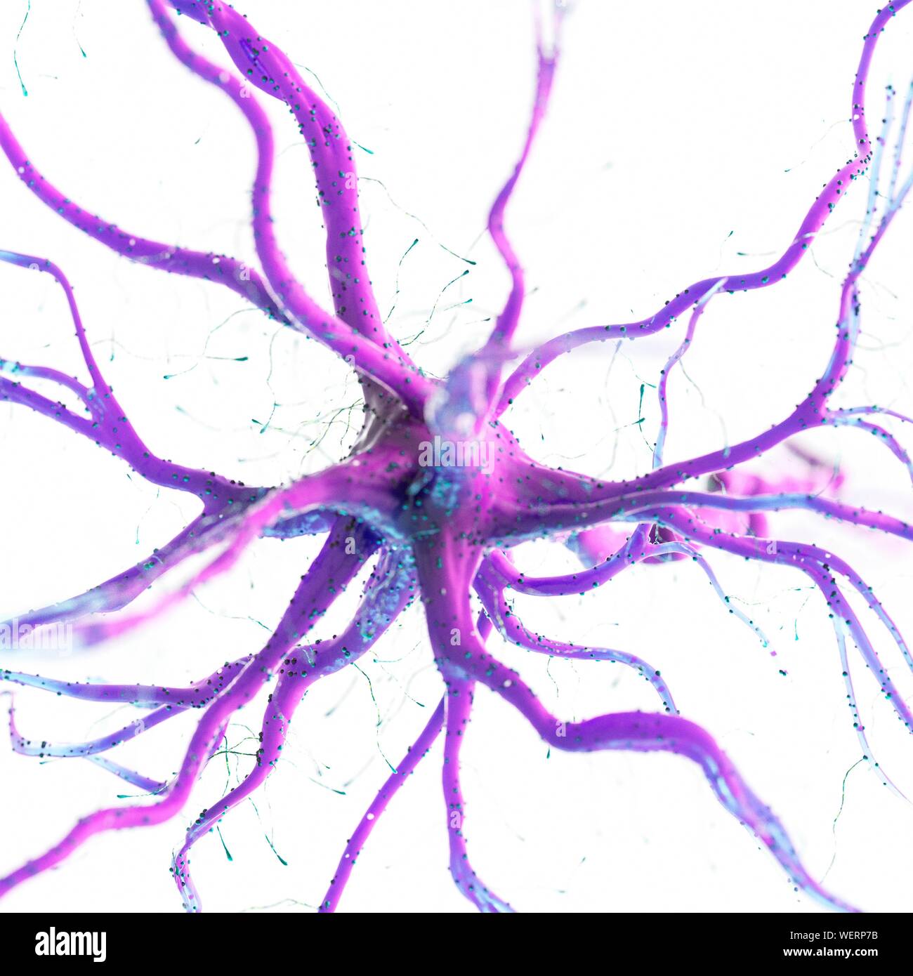 Nerve cell, illustration Stock Photo - Alamy