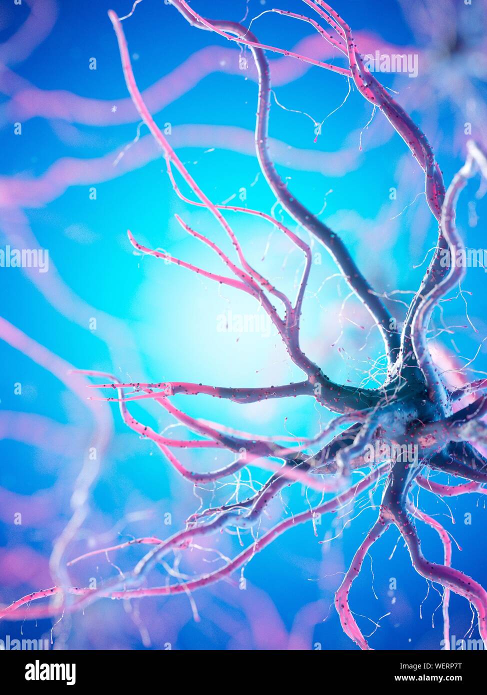 Nerve cell, illustration Stock Photo - Alamy