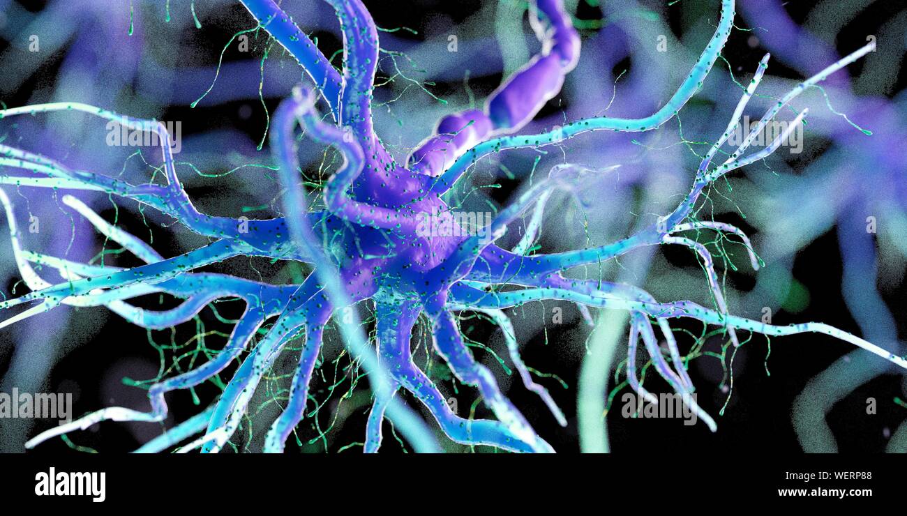 Nerve cell, illustration Stock Photo - Alamy