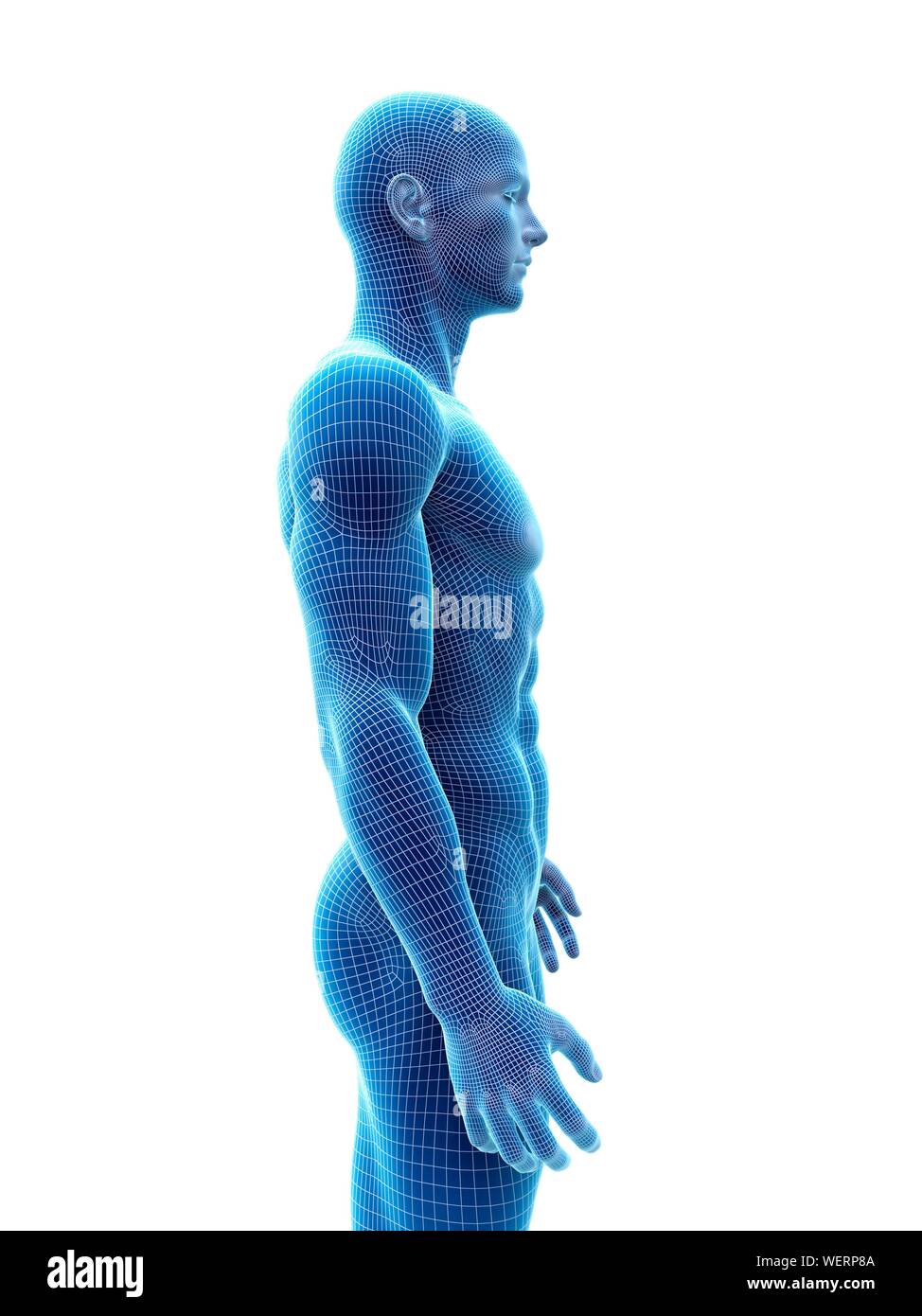 Muscular man, illustration Stock Photo - Alamy