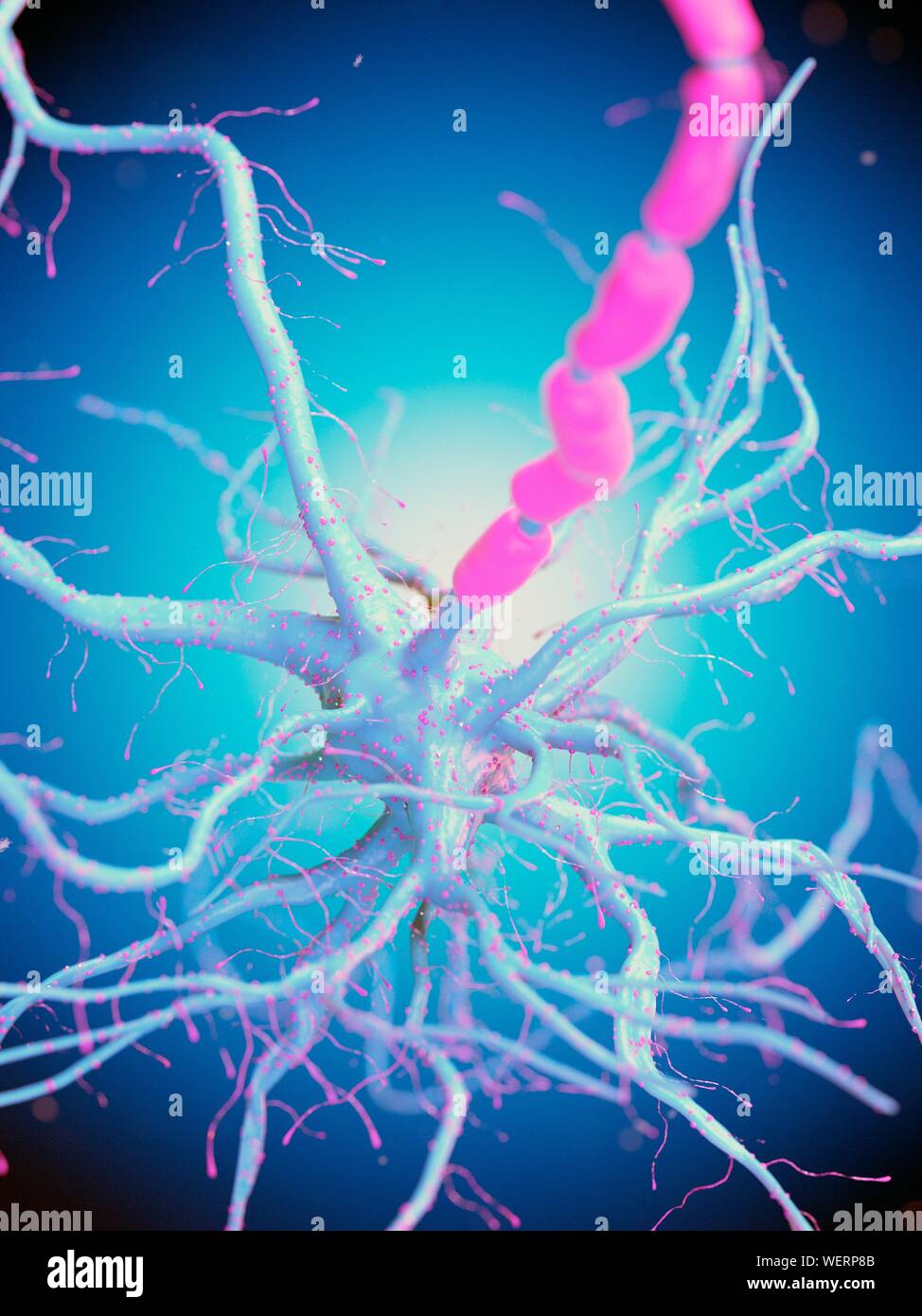 Nerve cell, illustration Stock Photo - Alamy