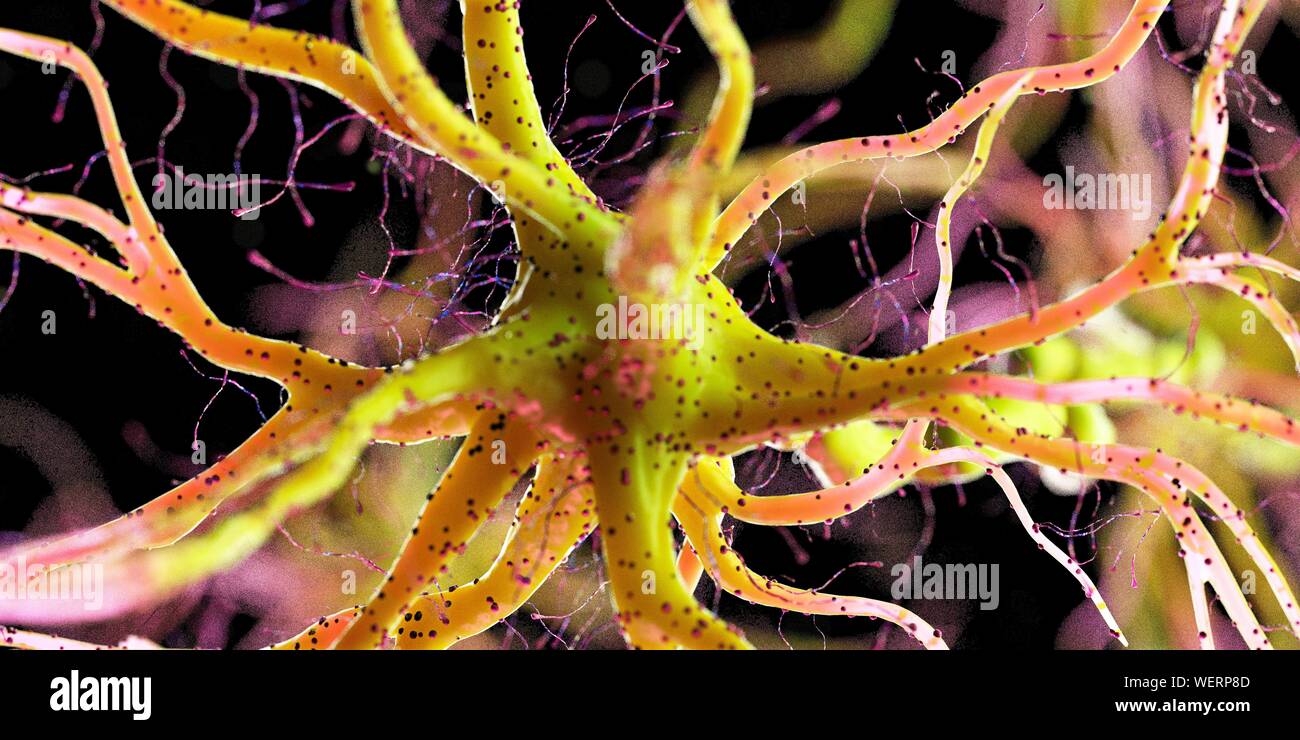 Nerve cell, illustration Stock Photo - Alamy