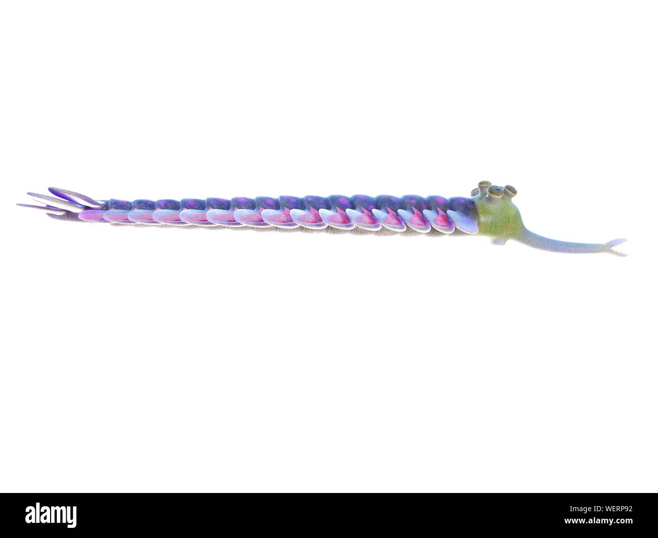Opabinia High Resolution Stock Photography and Images - Alamy