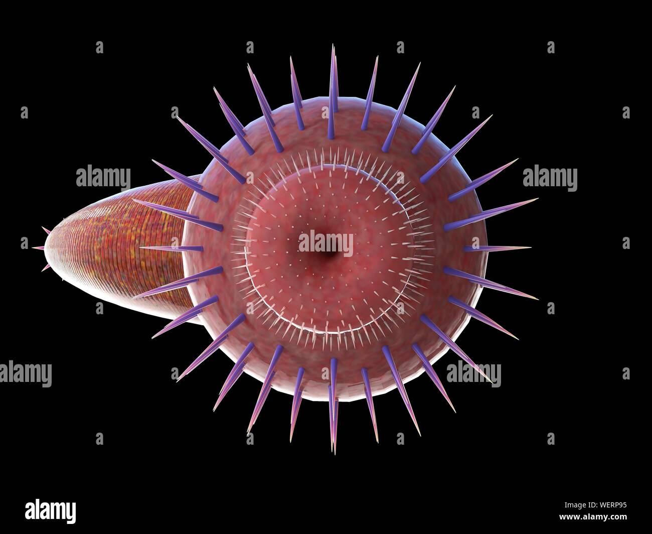 Primeval fauna hi-res stock photography and images - Alamy