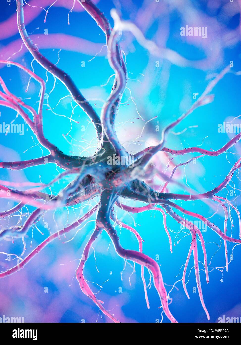 Nerve cell, illustration Stock Photo - Alamy