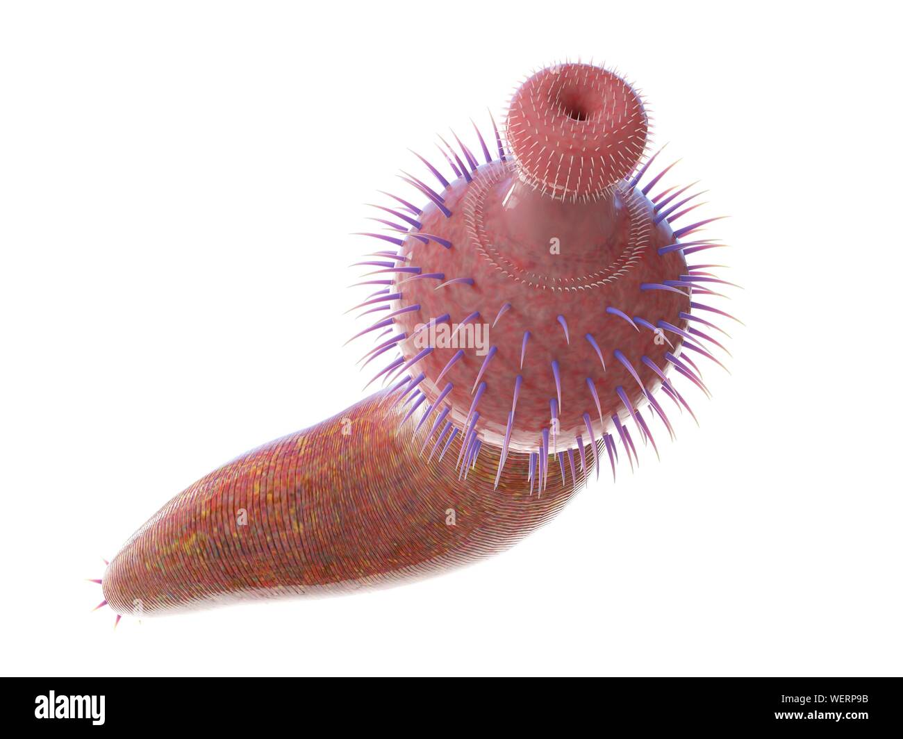 Ottoia marine worm, illustration Stock Photo - Alamy