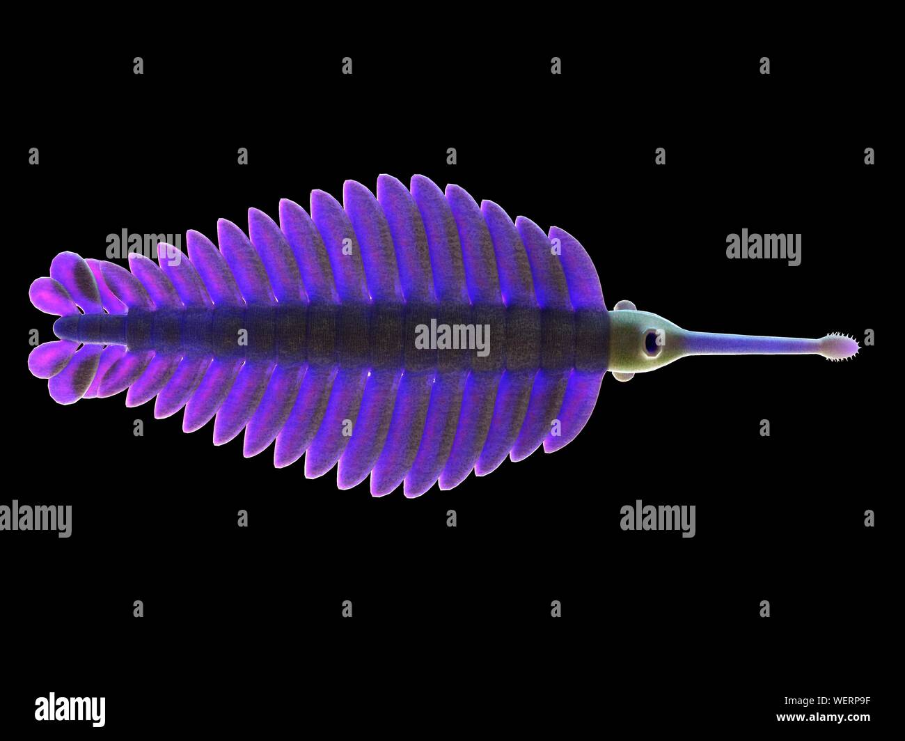 Opabinia marine arthropod, illustration Stock Photo - Alamy