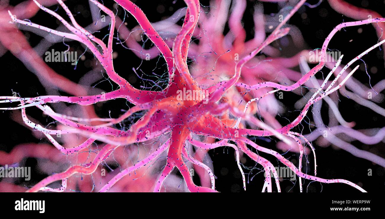 Nerve cell, illustration Stock Photo - Alamy