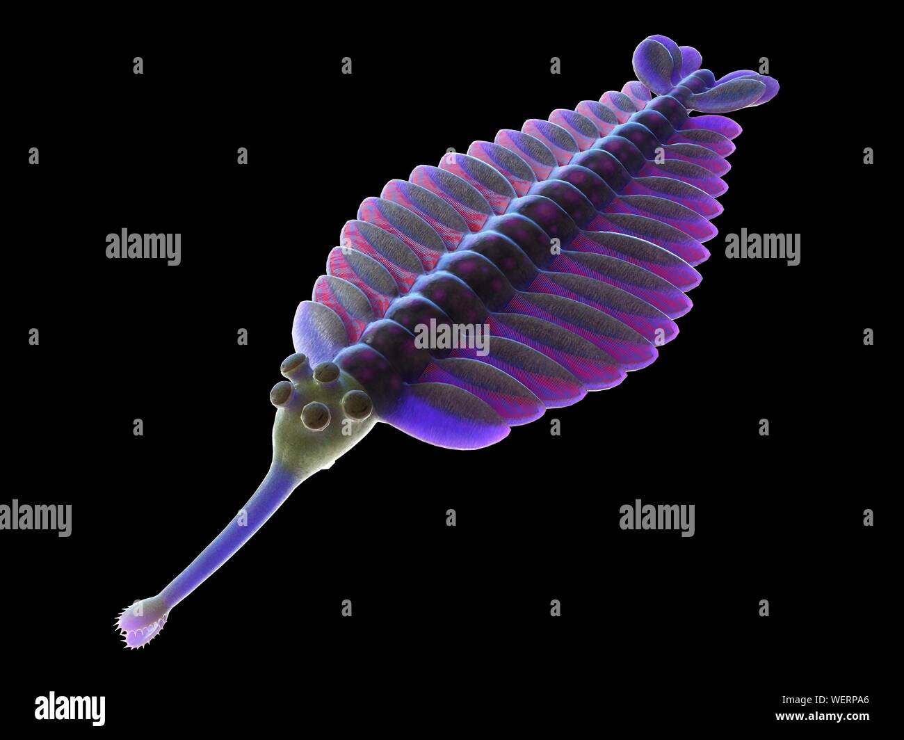 Opabinia hi-res stock photography and images - Alamy