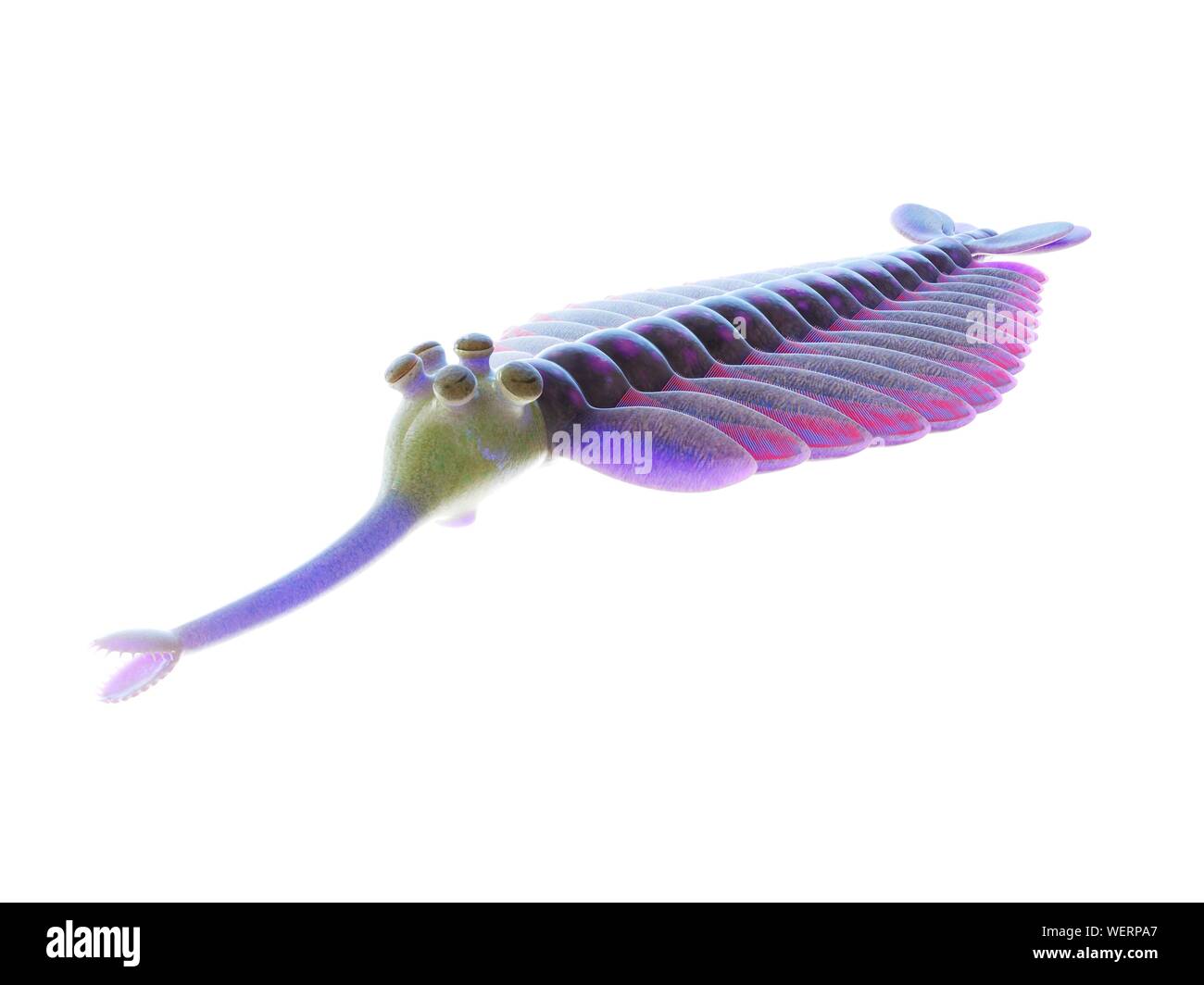 Opabinia High Resolution Stock Photography and Images - Alamy