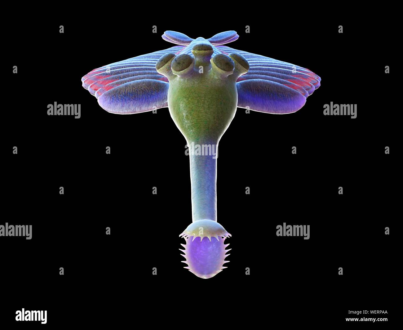 Opabinia hi-res stock photography and images - Alamy
