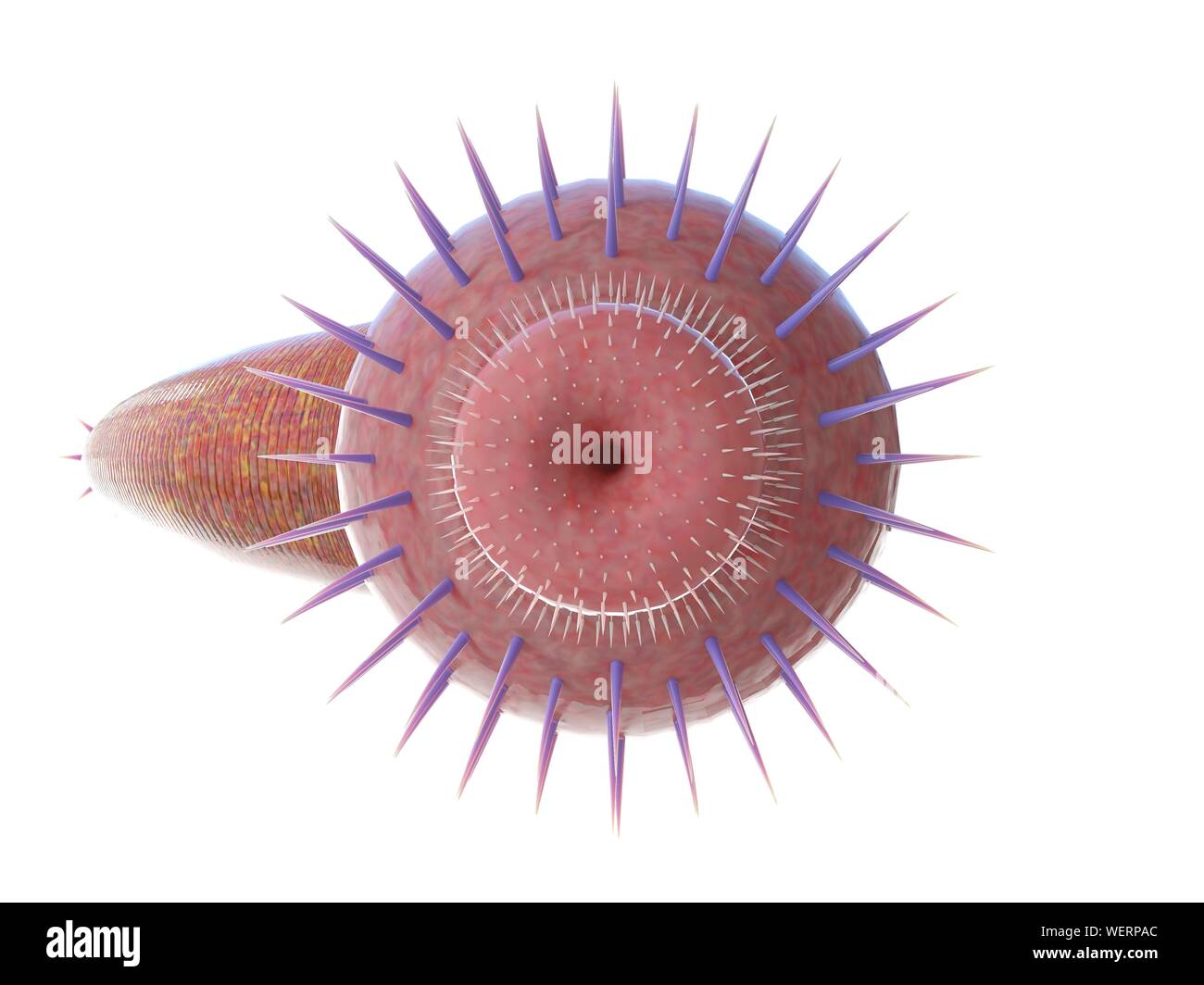 Ottoia marine worm, illustration Stock Photo - Alamy