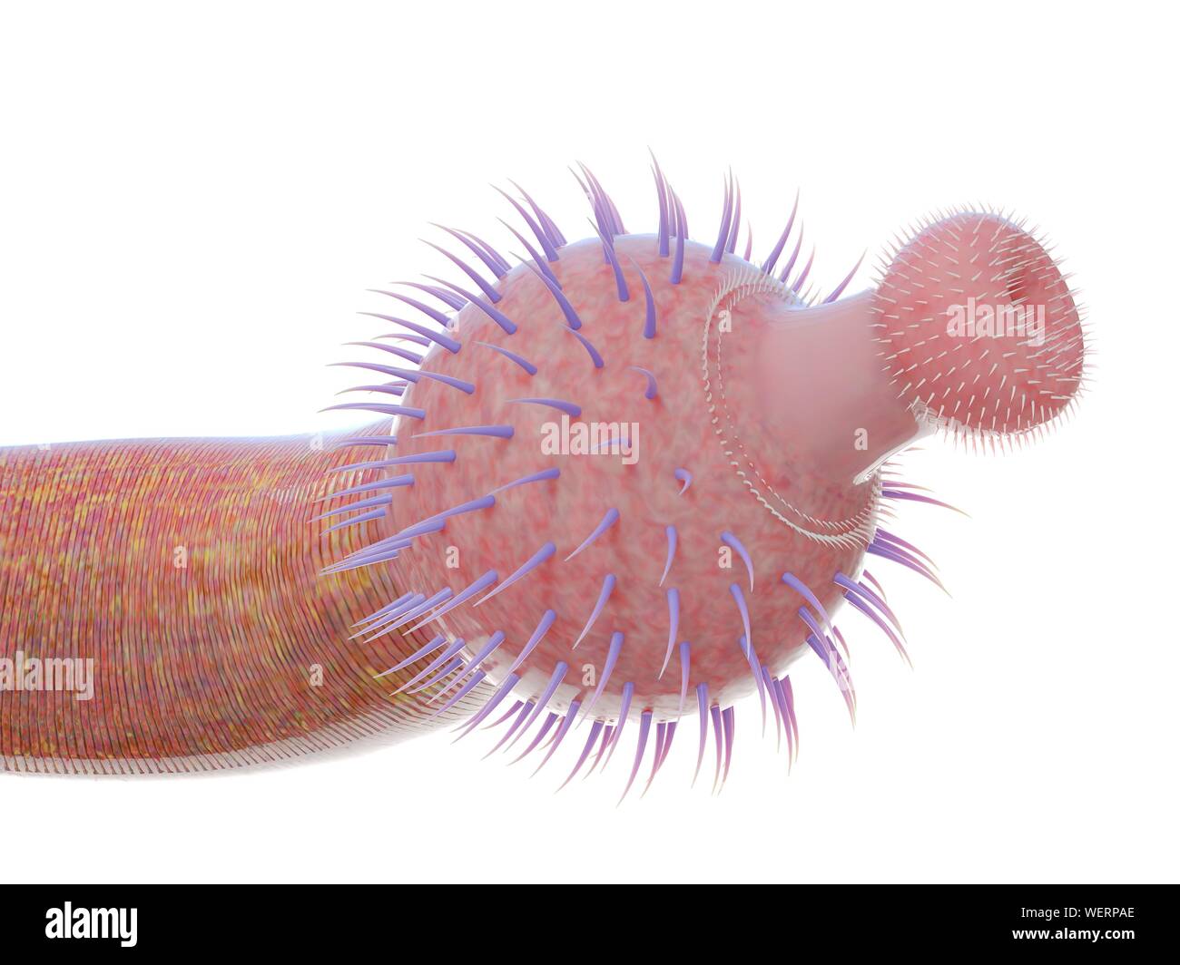 Ottoia marine worm, illustration Stock Photo - Alamy