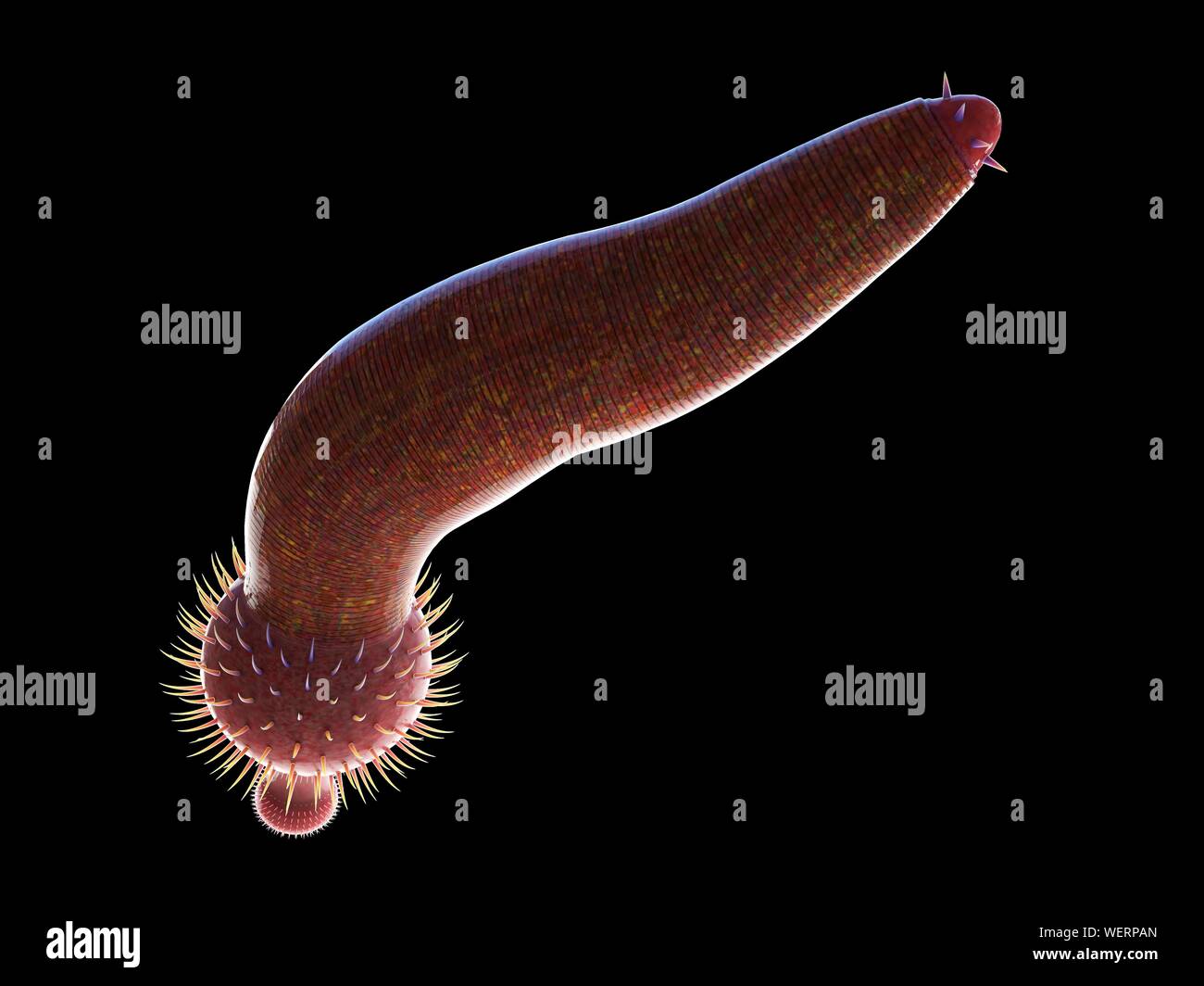 Ottoia marine worm, illustration Stock Photo - Alamy