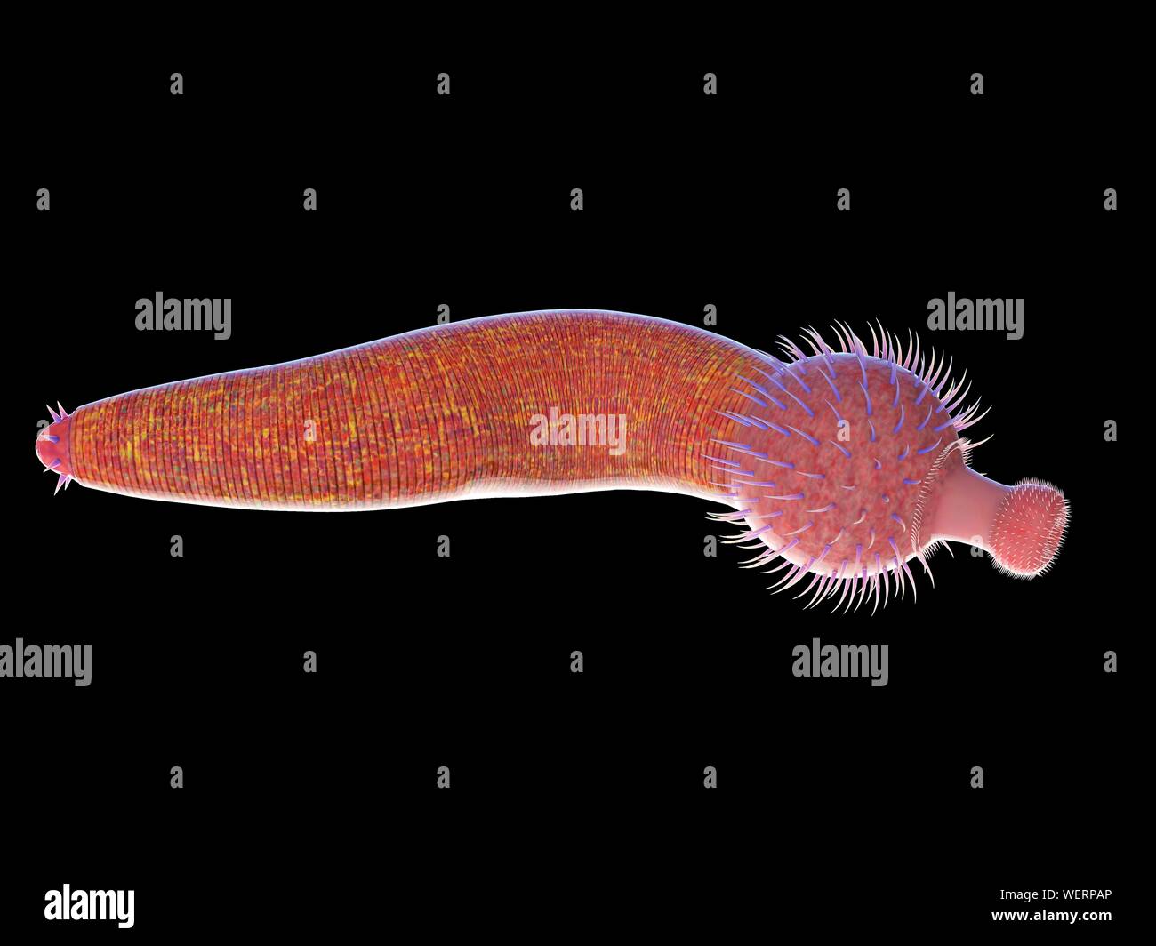Ottoia marine worm, illustration Stock Photo - Alamy