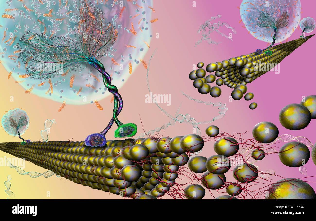 Intracellular transport, illustration Stock Photo - Alamy