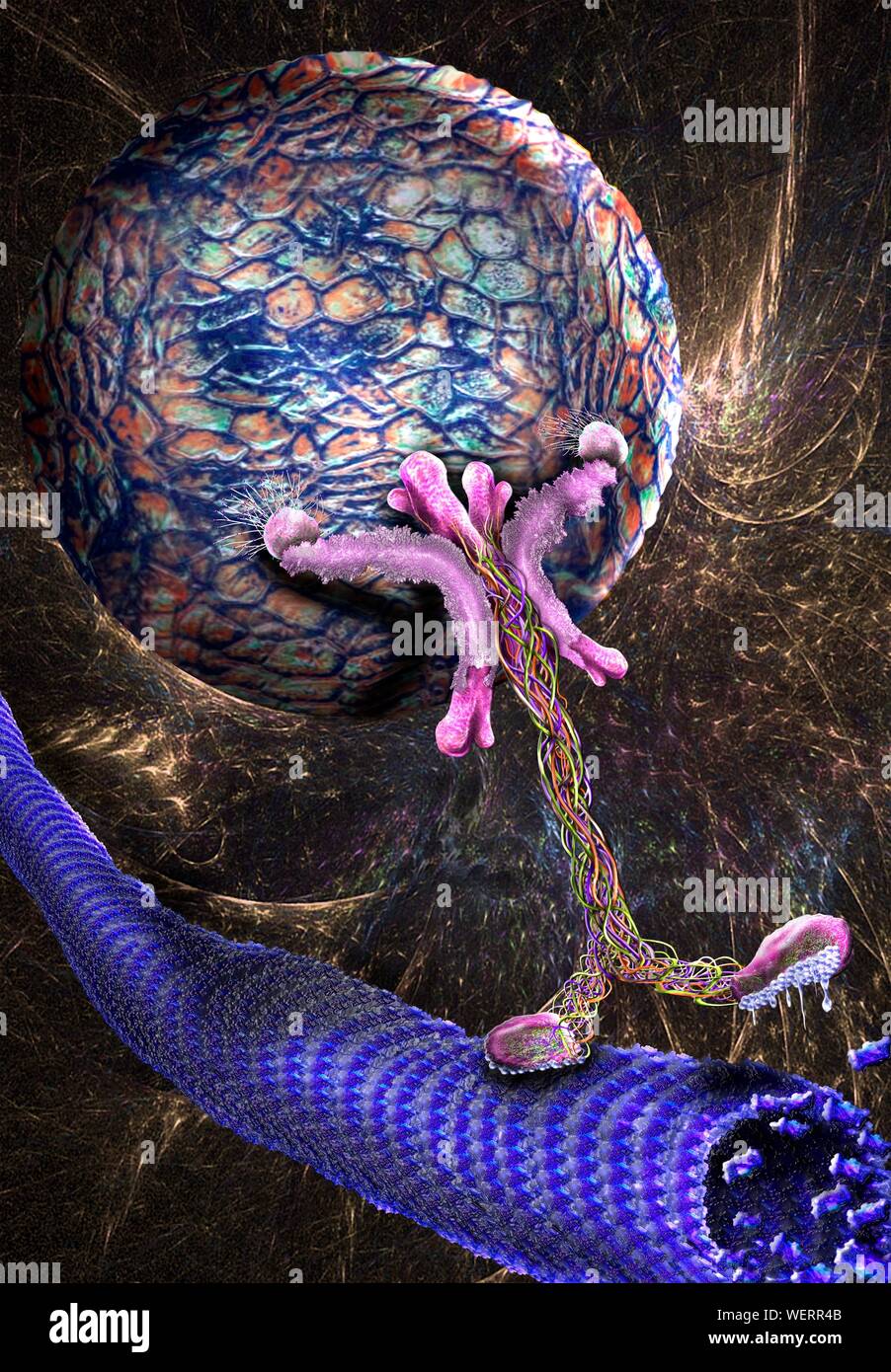 Intracellular transport hi-res stock photography and images - Alamy