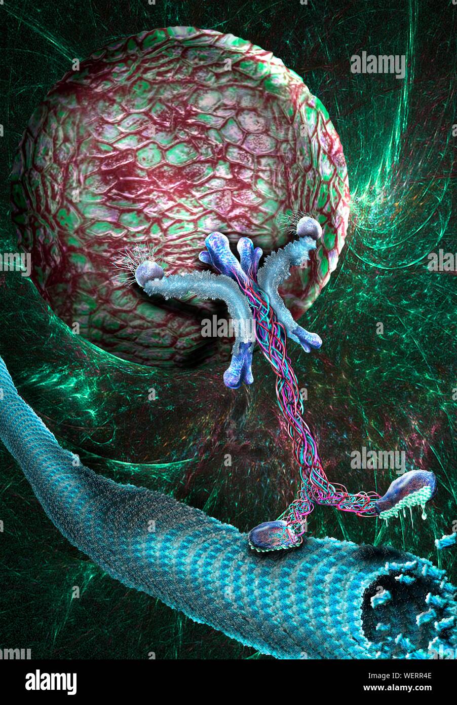 Intracellular transport, illustration Stock Photo - Alamy
