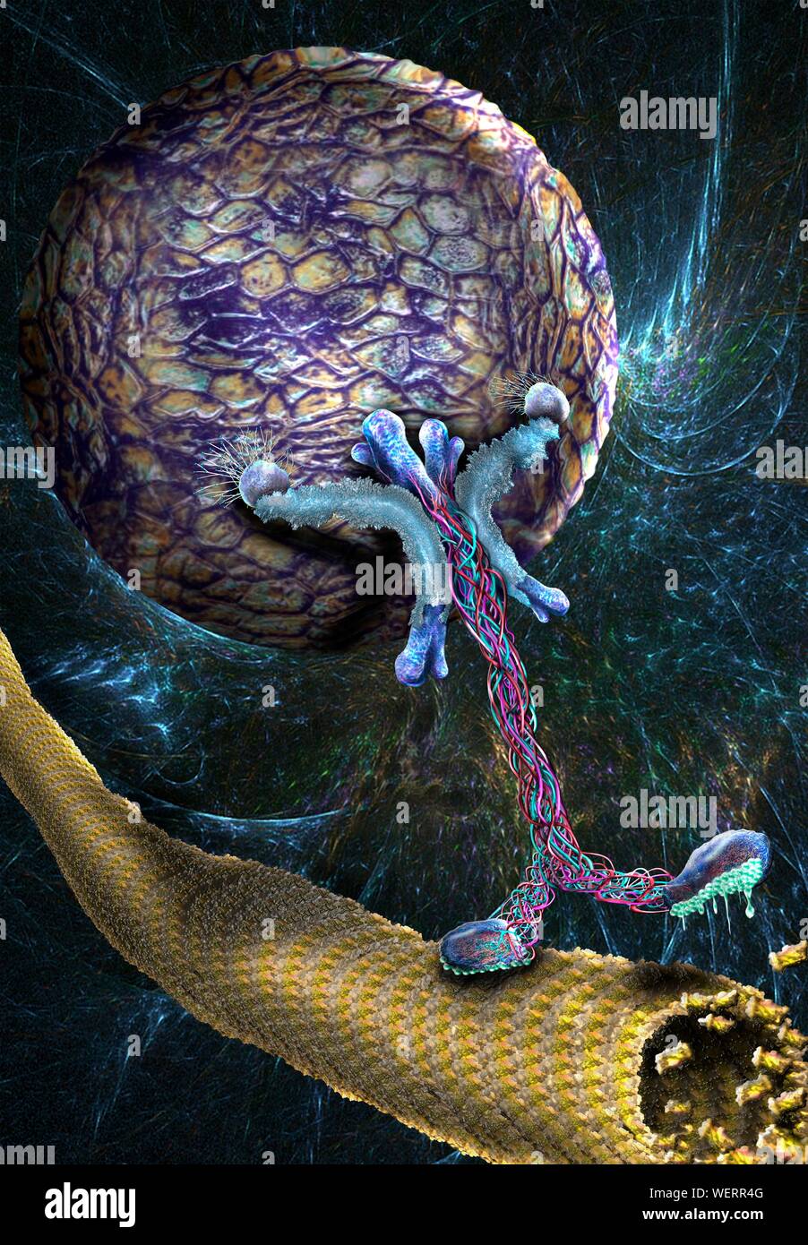 Intracellular transport, illustration Stock Photo - Alamy