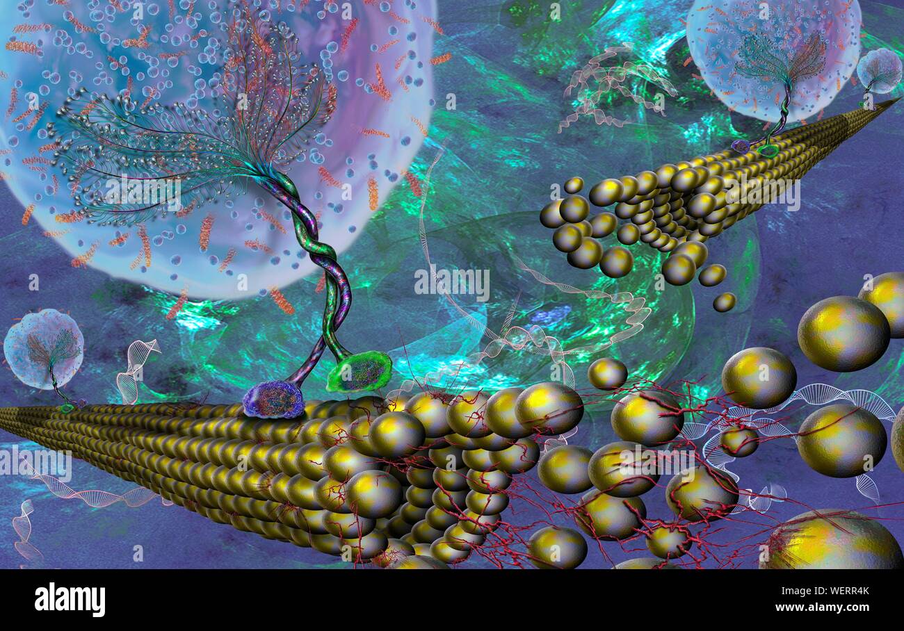 Intracellular transport, illustration Stock Photo - Alamy