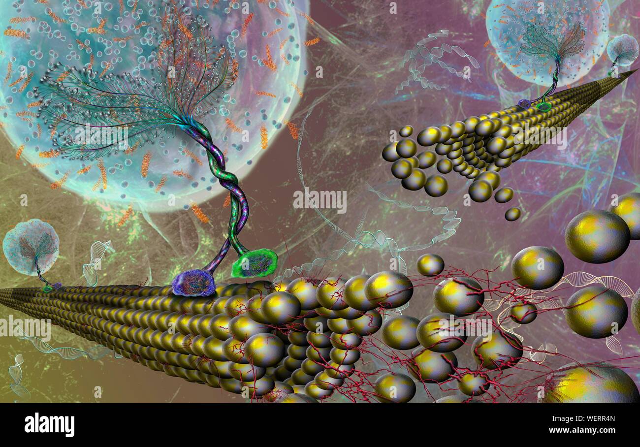 Intracellular transport hi-res stock photography and images - Alamy