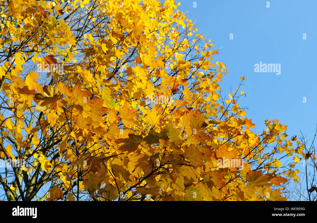 Yellow Maple Tree Against Clear Blue Sky Stock Photo - Alamy