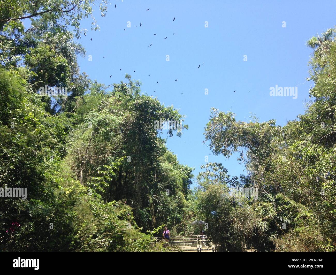 Positive bird hi-res stock photography and images - Alamy