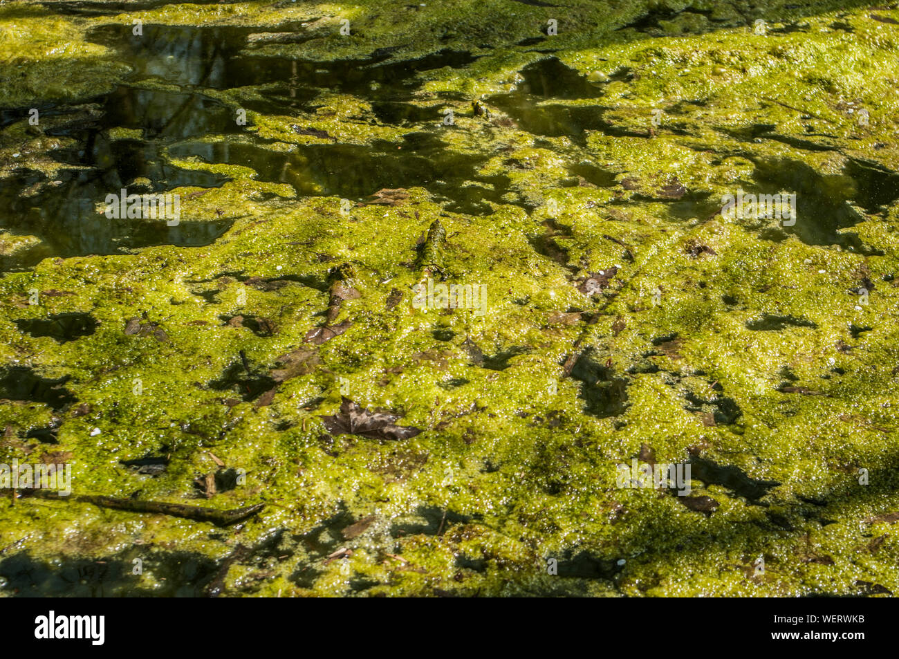 Floating algae hi-res stock photography and images - Alamy