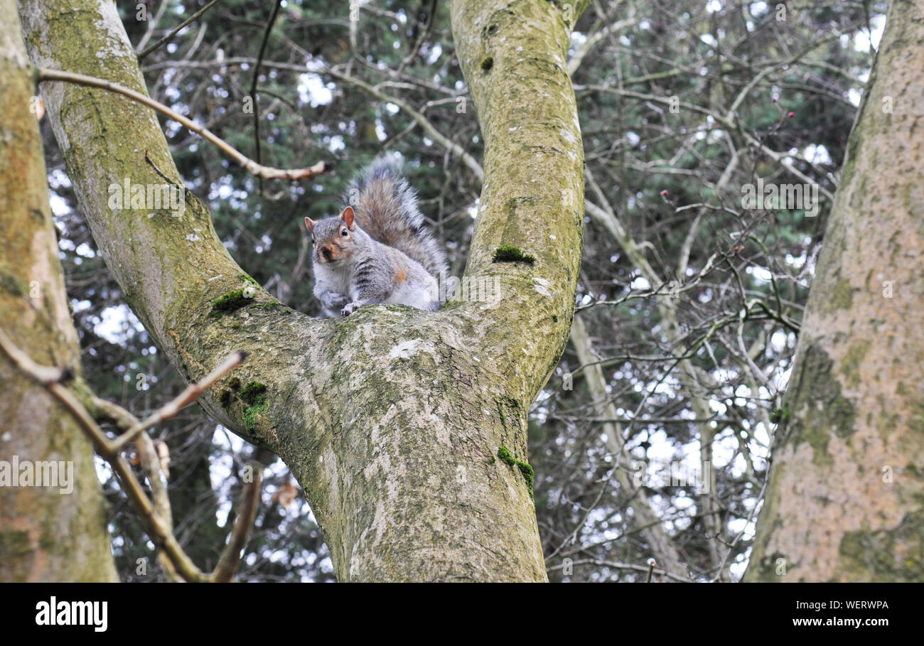 Big squirrel hi-res stock photography and images - Alamy