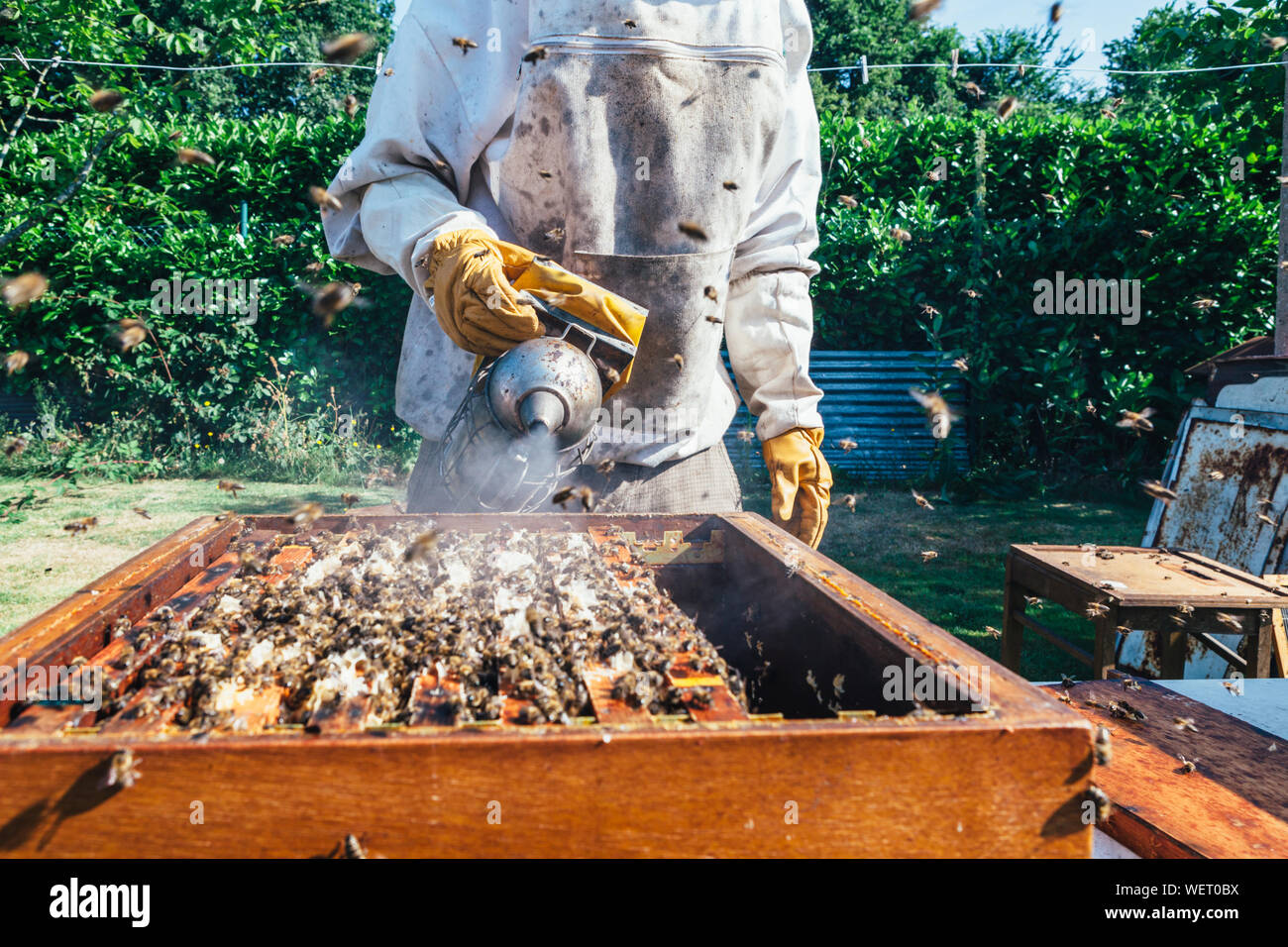 Man bees hi-res stock photography and images - Alamy