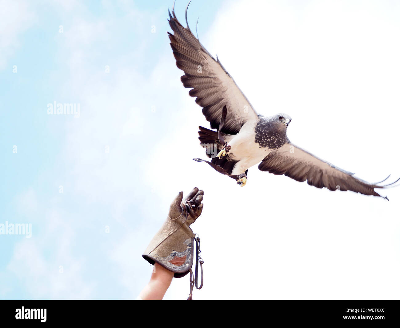 Falcon glove flying hi-res stock photography and images - Alamy
