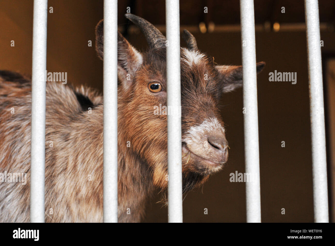 Cute smiling curious goat Stock Photo - Alamy