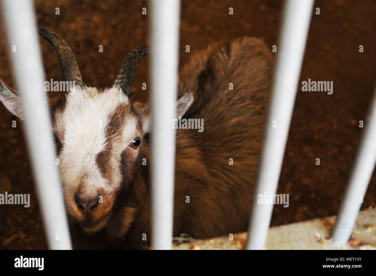 Cute smiling curious goat Stock Photo - Alamy
