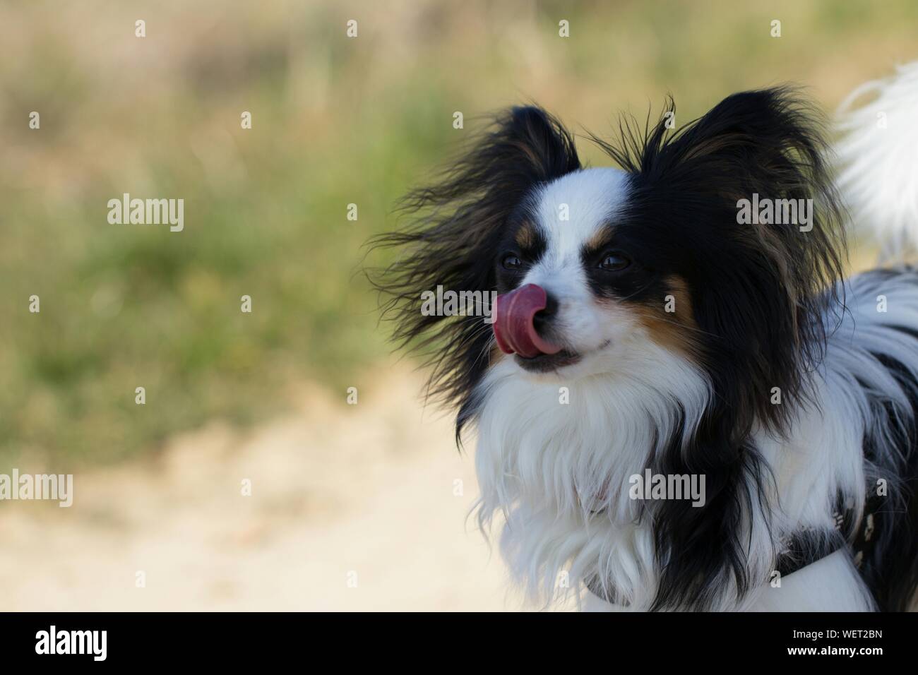 On Papillon High Resolution Stock Photography and Images - Alamy