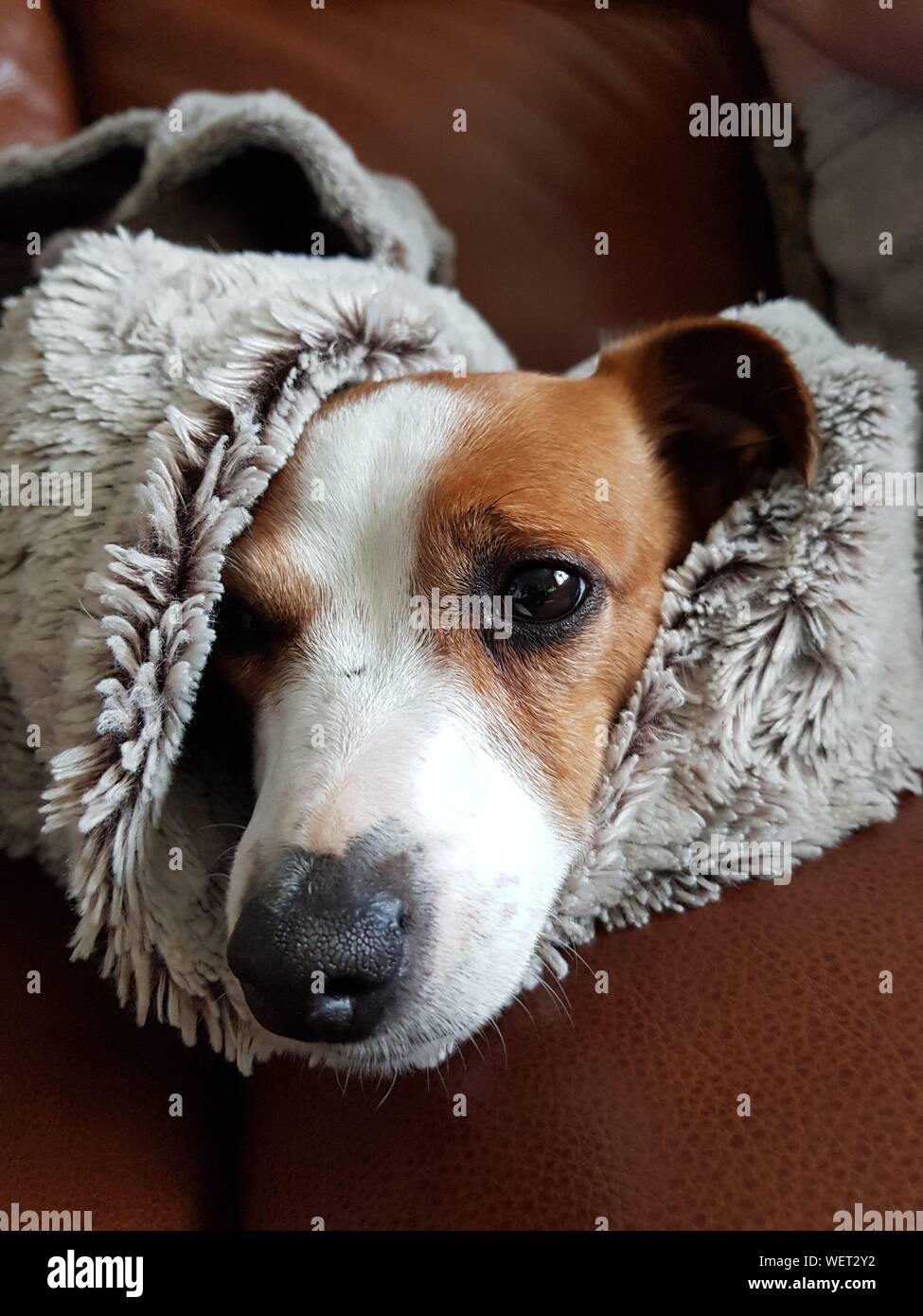 Dog wrapped up in a blanket hi-res stock photography and images - Alamy