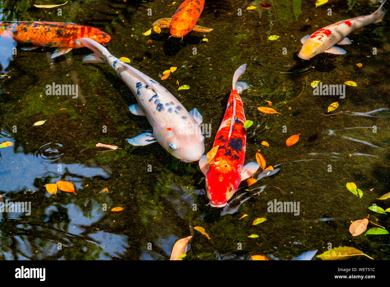 Japanese koi or nishikigoi fishes in the pond – a symbol of Japan Stock ...