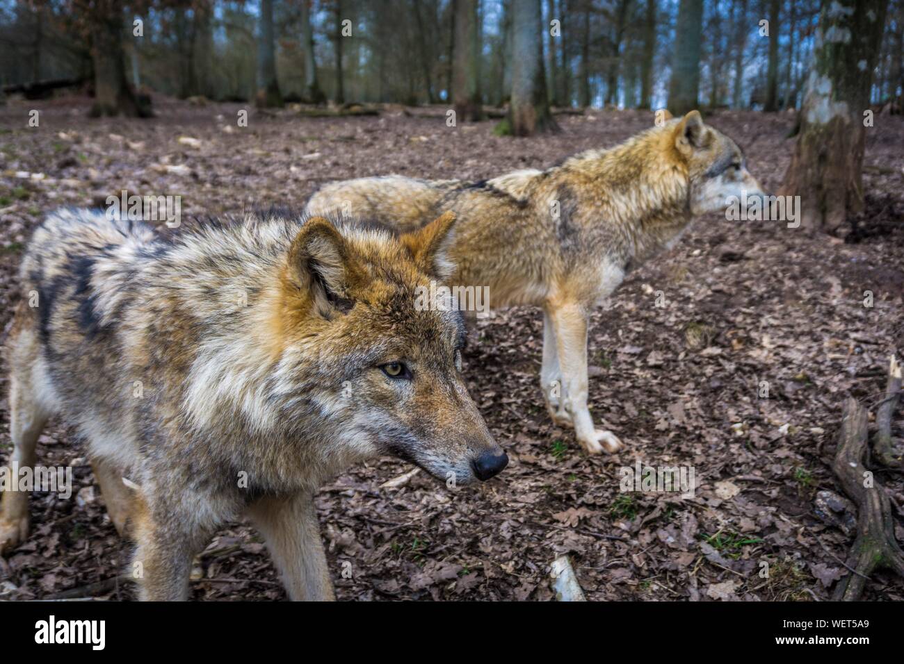 Wolves in forest hi-res stock photography and images - Alamy