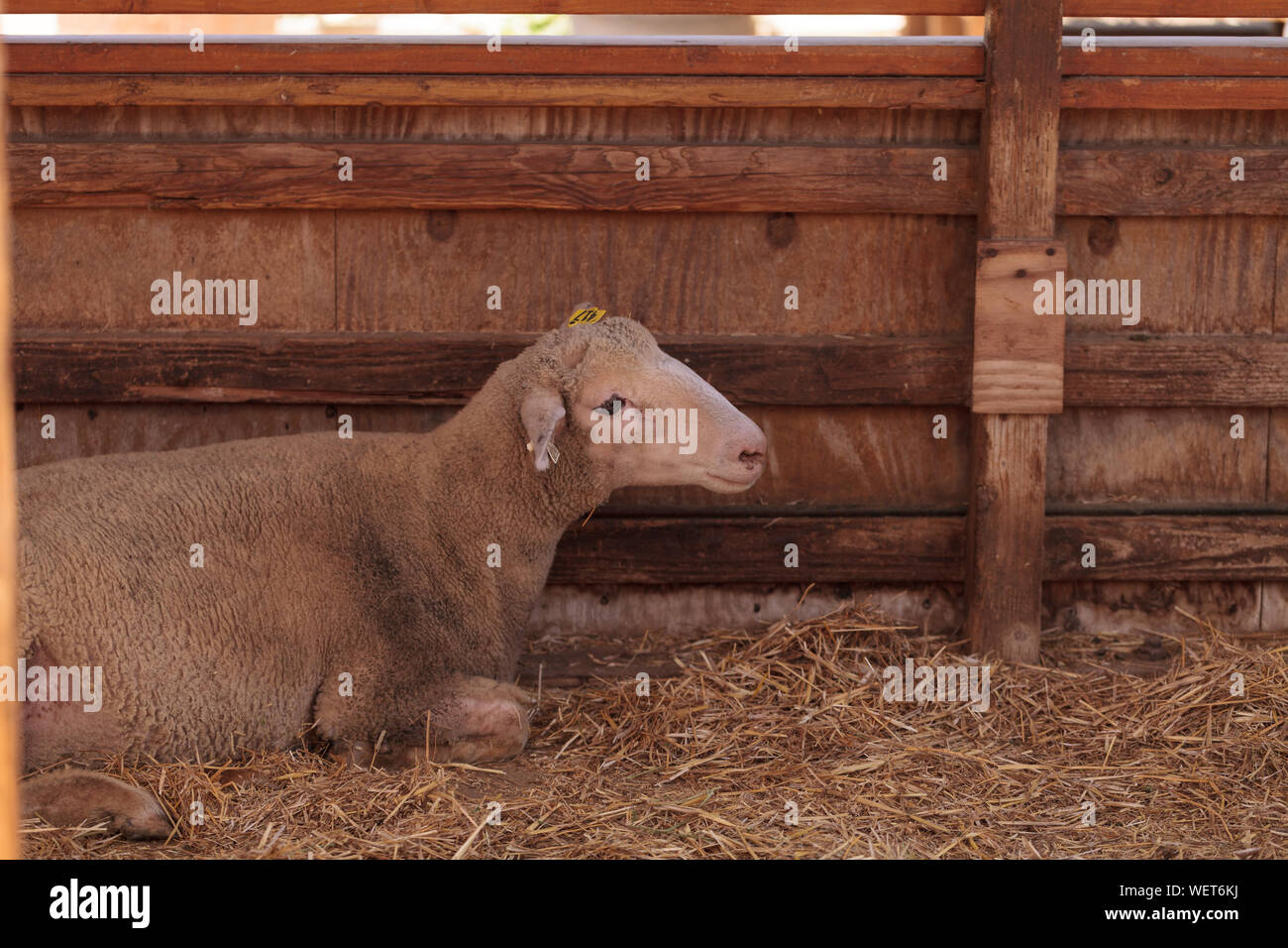 Side view sheep hi-res stock photography and images - Alamy
