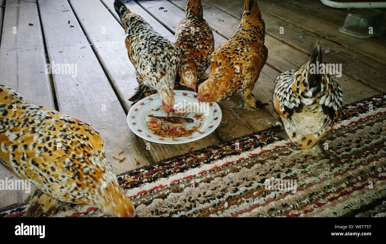 Chicken eating worm hi-res stock photography and images - Alamy