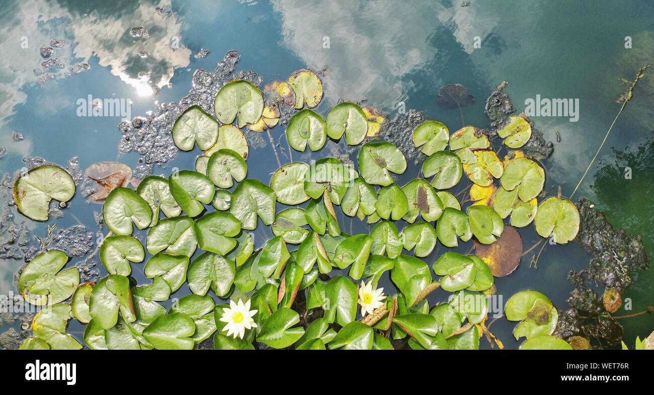 Fruit Of Water Lily High Resolution Stock Photography and Images - Alamy