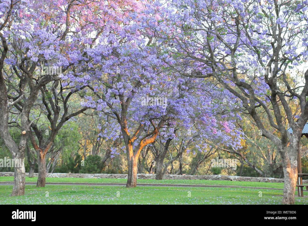 Jacaranda trees park hi-res stock photography and images - Alamy