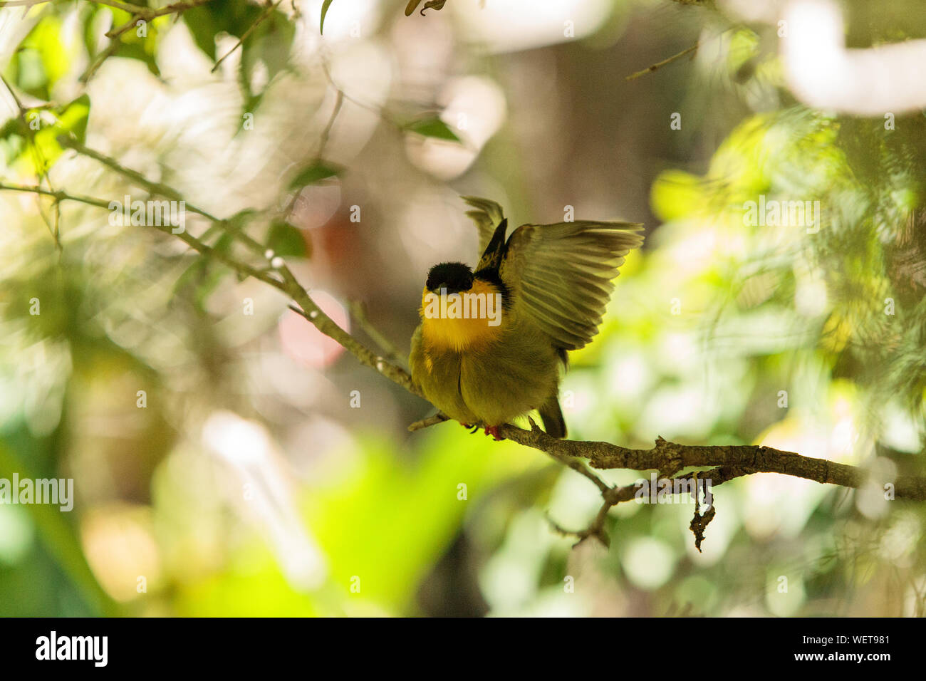 One flapping wings hi-res stock photography and images - Alamy