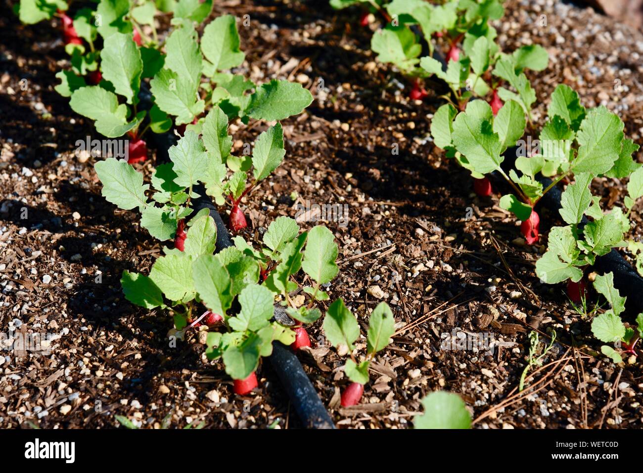 Drip irrigation and california hi-res stock photography and images - Alamy