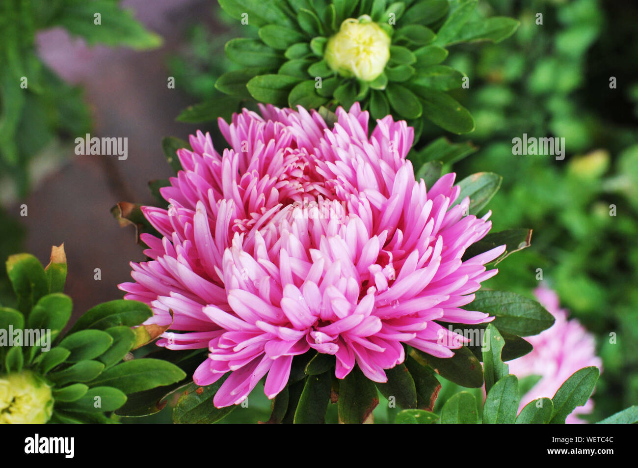 Pink aster flower hi-res stock photography and images - Alamy