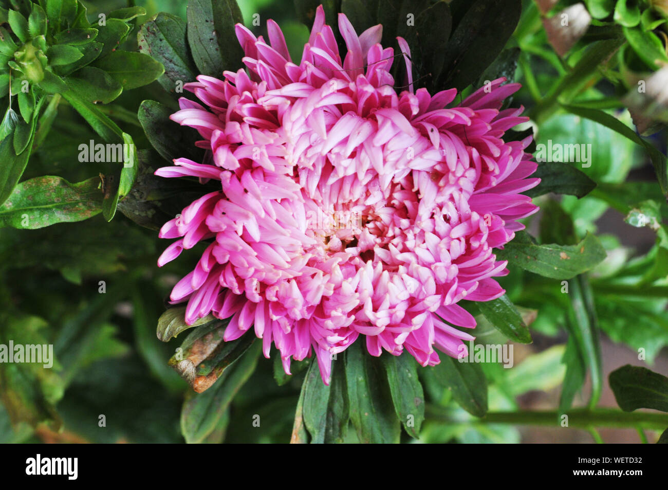Pink aster flower hi-res stock photography and images - Alamy