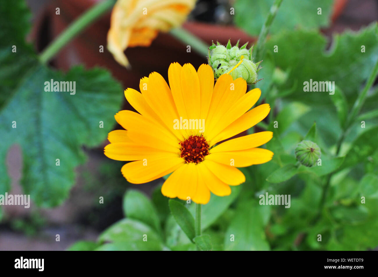 Calendula flower hi-res stock photography and images - Alamy