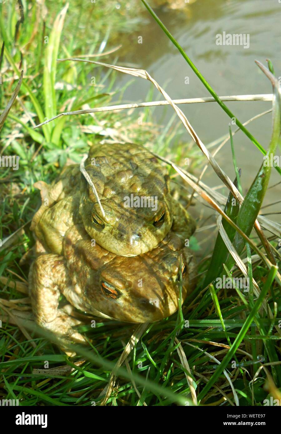 Male and female frogs mating hi-res stock photography and images - Alamy