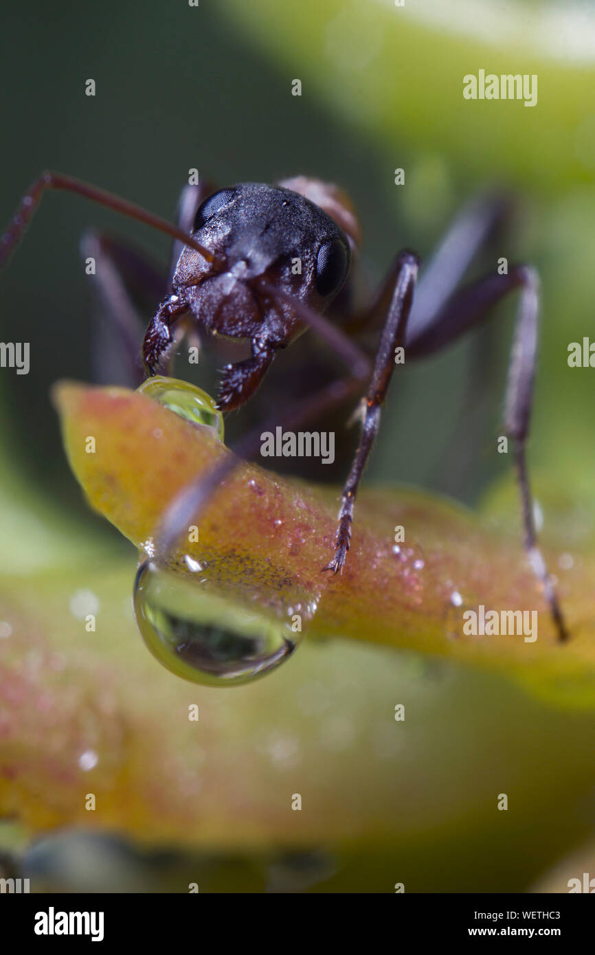 Ant in water hi-res stock photography and images - Alamy