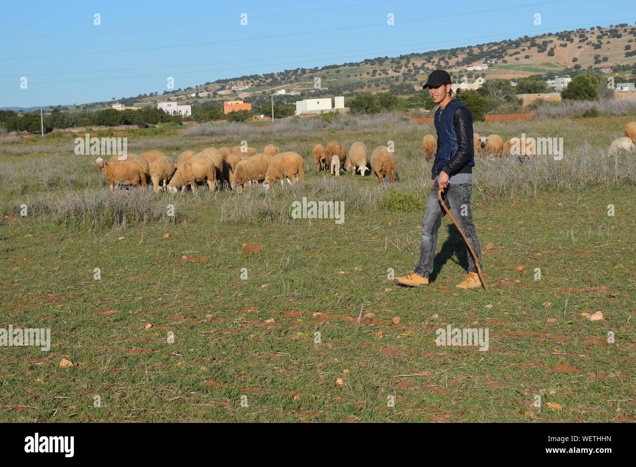 Marrakesh morocco sheep hi-res stock photography and images - Alamy